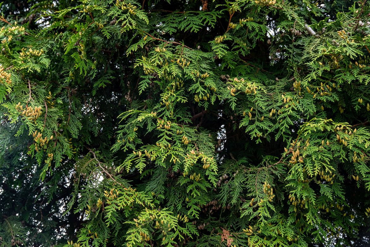 Riesen-Lebensbaum Excelsa Formschnitt - Thuja plicata Excelsa ...