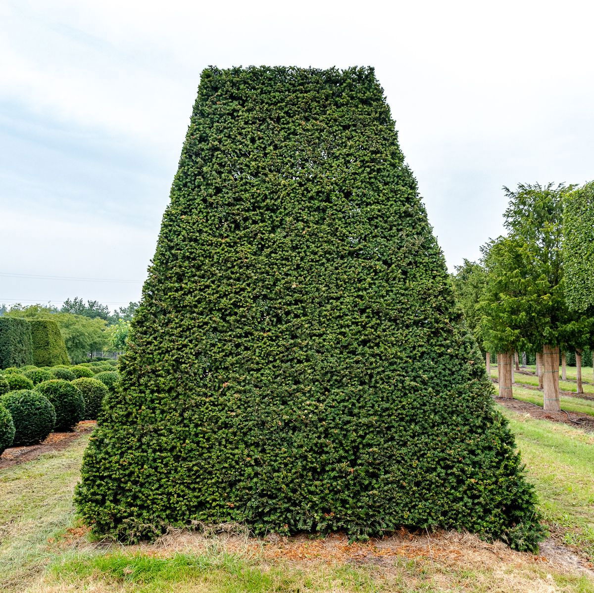 Eibe Formgehölz - Taxus baccata Formgehölz günstig kaufen