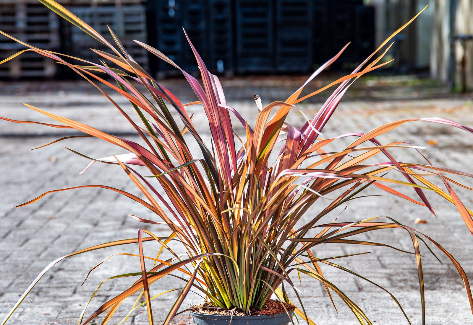 Neuseelandflachs Rainbow Maiden - Phormium tenax Rainbow Maiden günstig ...