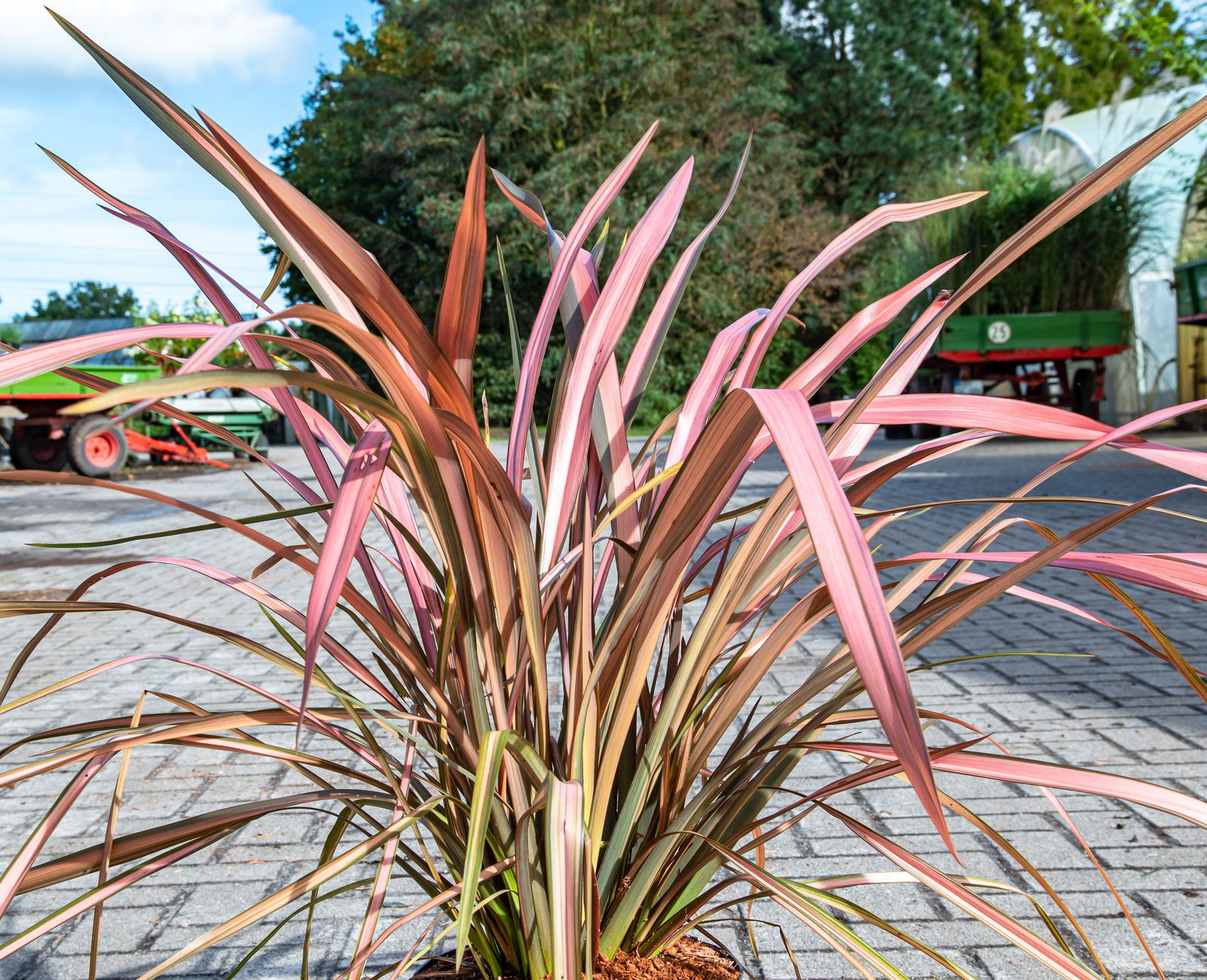 Neuseelandflachs Rainbow Maiden - Phormium tenax Rainbow Maiden günstig ...