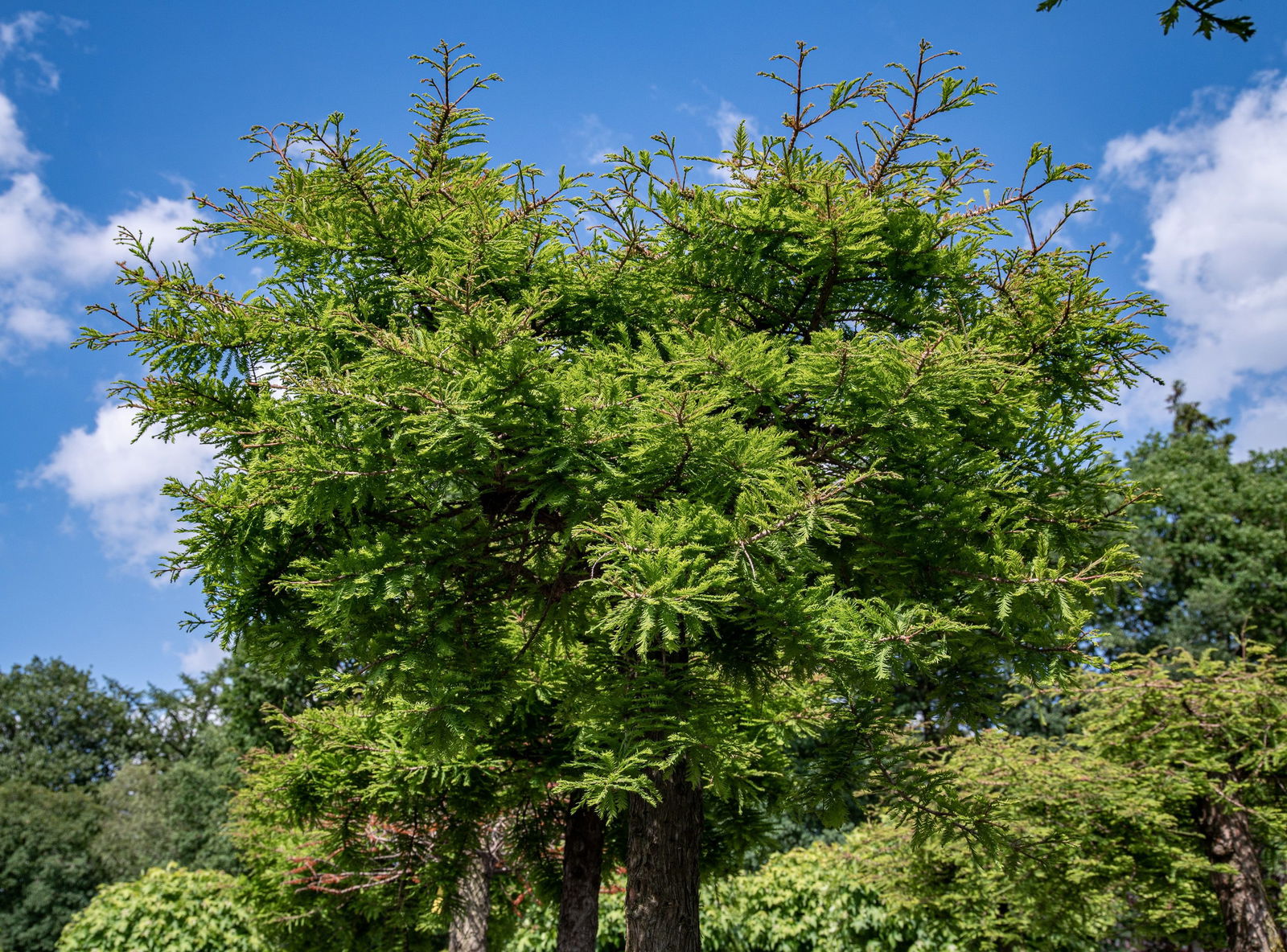 Sumpfzypresse Gee Wizz - Taxodium distichum Gee Wizz günstig kaufen