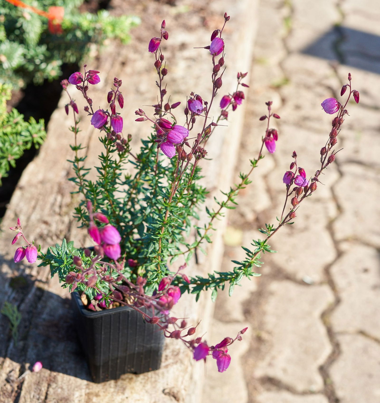 Irische Glockenheide Sarah - Daboecia x scotica Sarah günstig kaufen