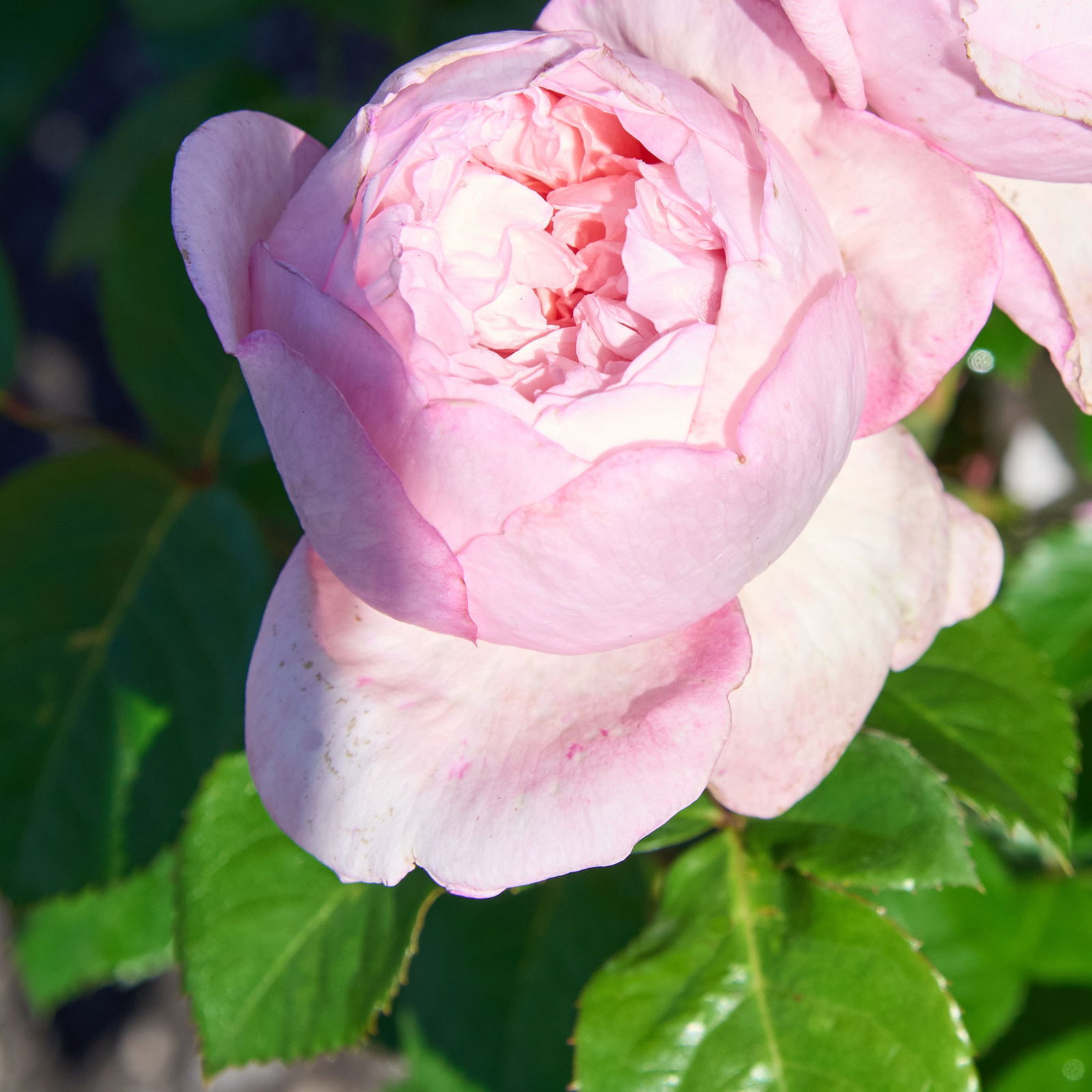 Rosa Mauritia - Rosa Mauritia ® günstig kaufen