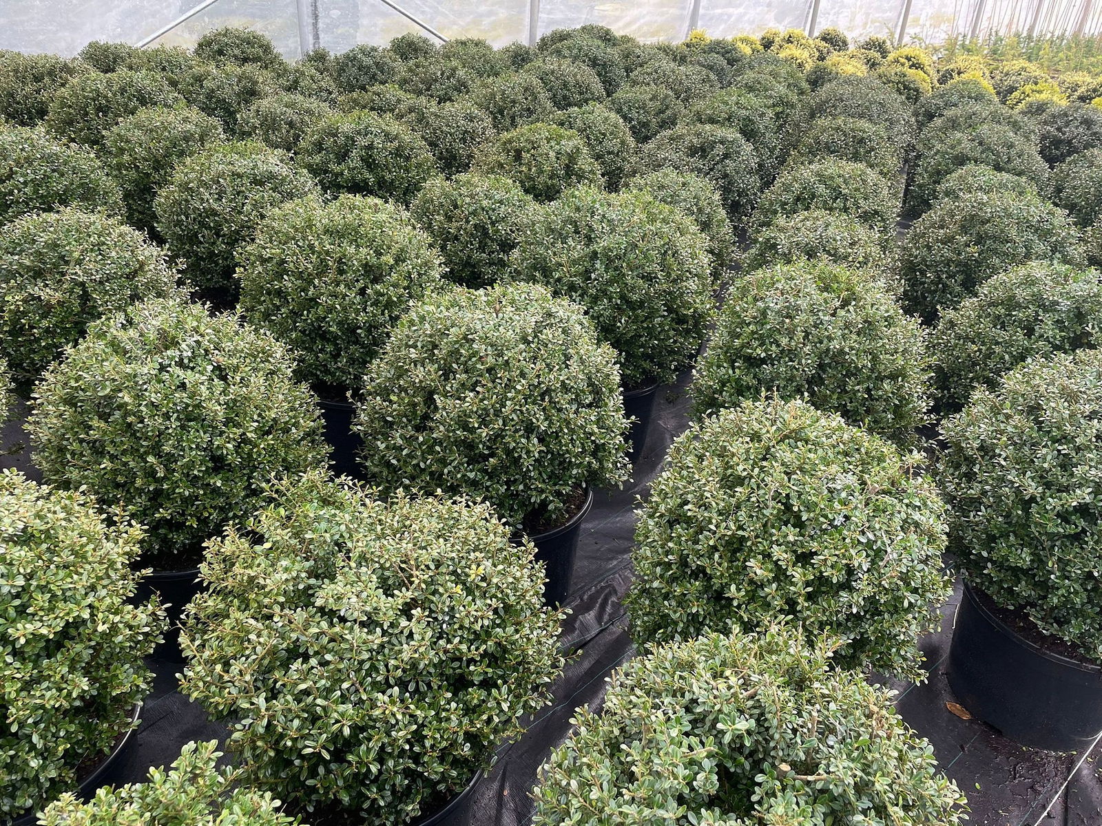 Ilex Kugel - Ilex crenata Convexa Kugelform günstig kaufen