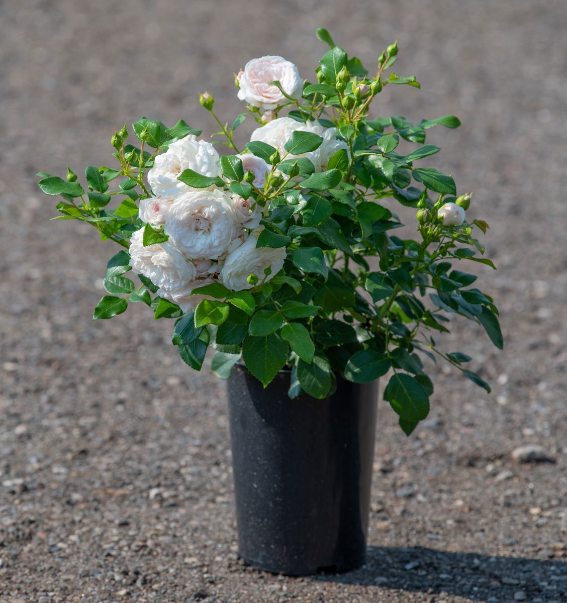 Rose Sweet Romanza - Rosa Sweet Romanza günstig kaufen