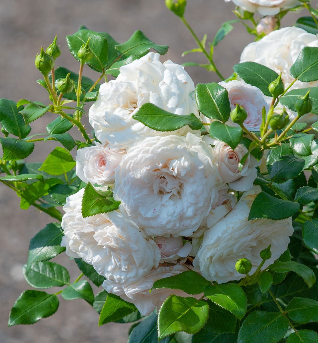 Rose Sweet Romanza - Rosa Sweet Romanza günstig kaufen