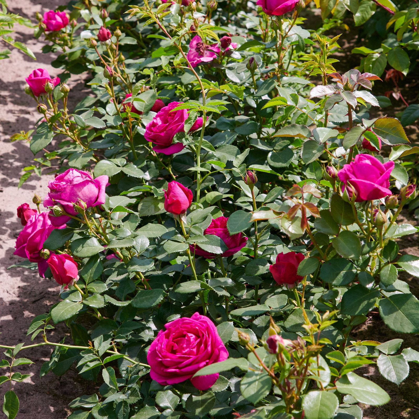 Rose Für Elise - Rosa Für Elise günstig kaufen