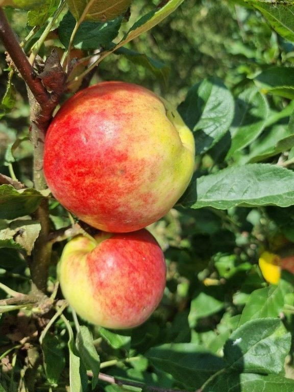 Apfel Mantet - Malus Mantet günstig kaufen