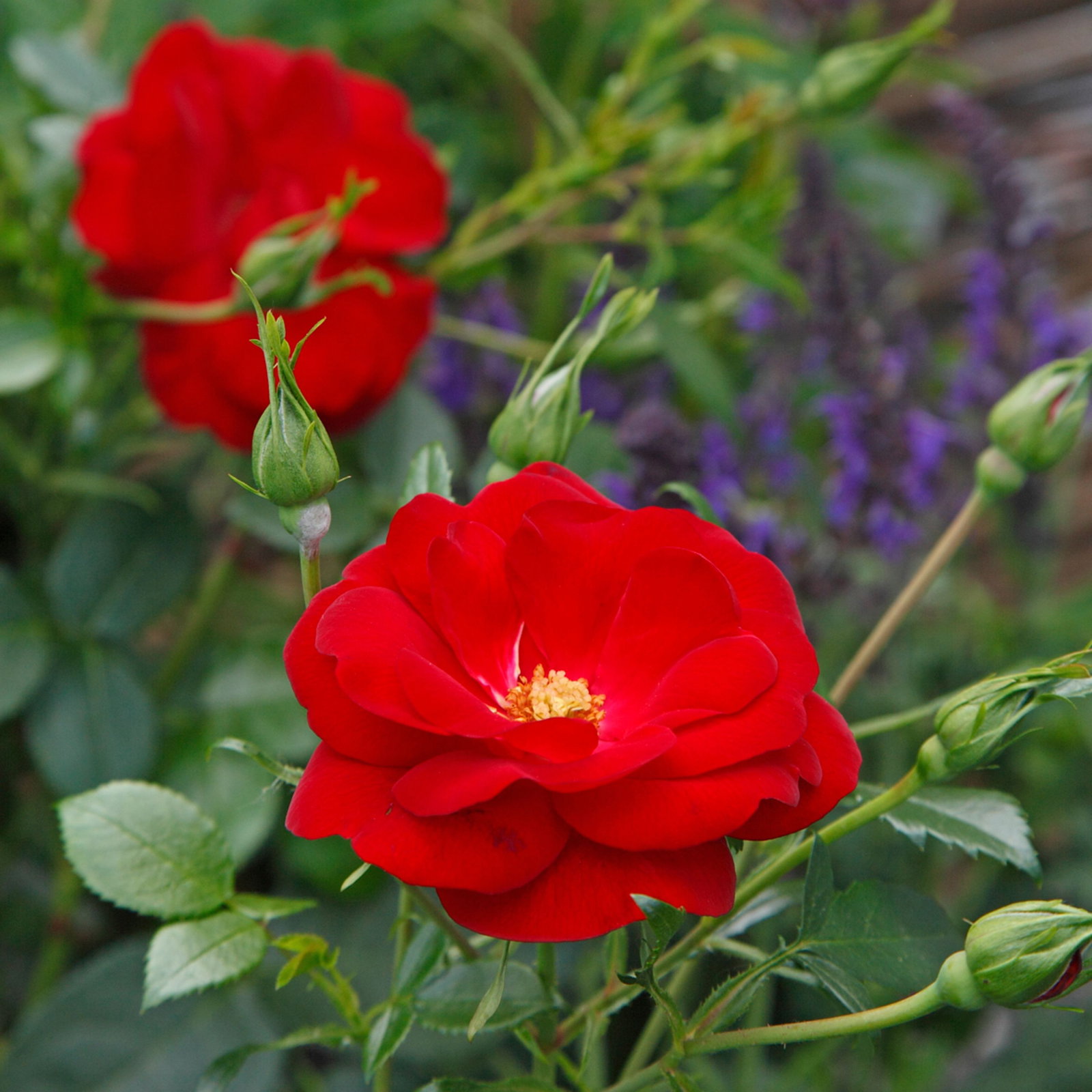 Rose Cayenne - Rosa Cayenne günstig kaufen