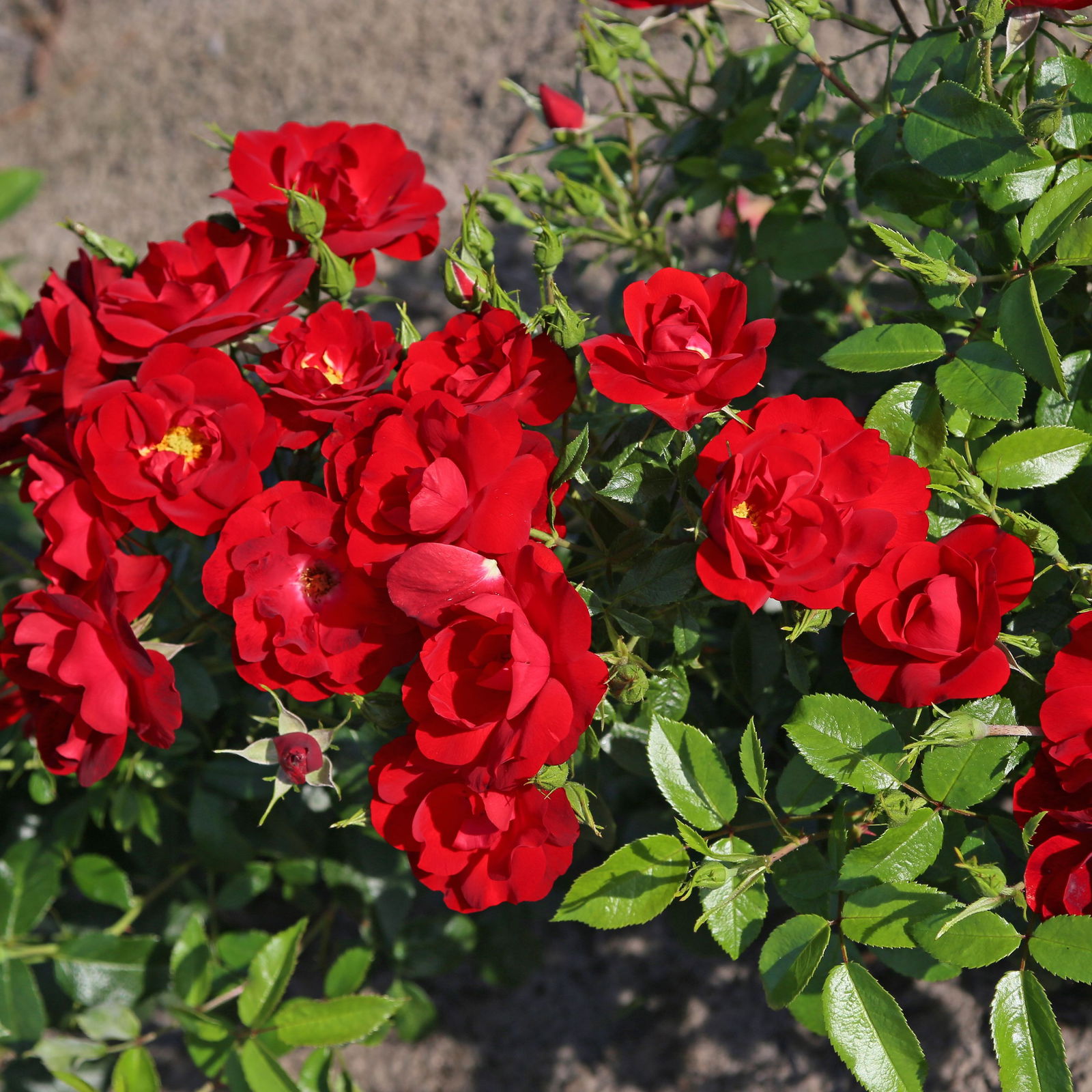 Rose Cayenne - Rosa Cayenne günstig kaufen