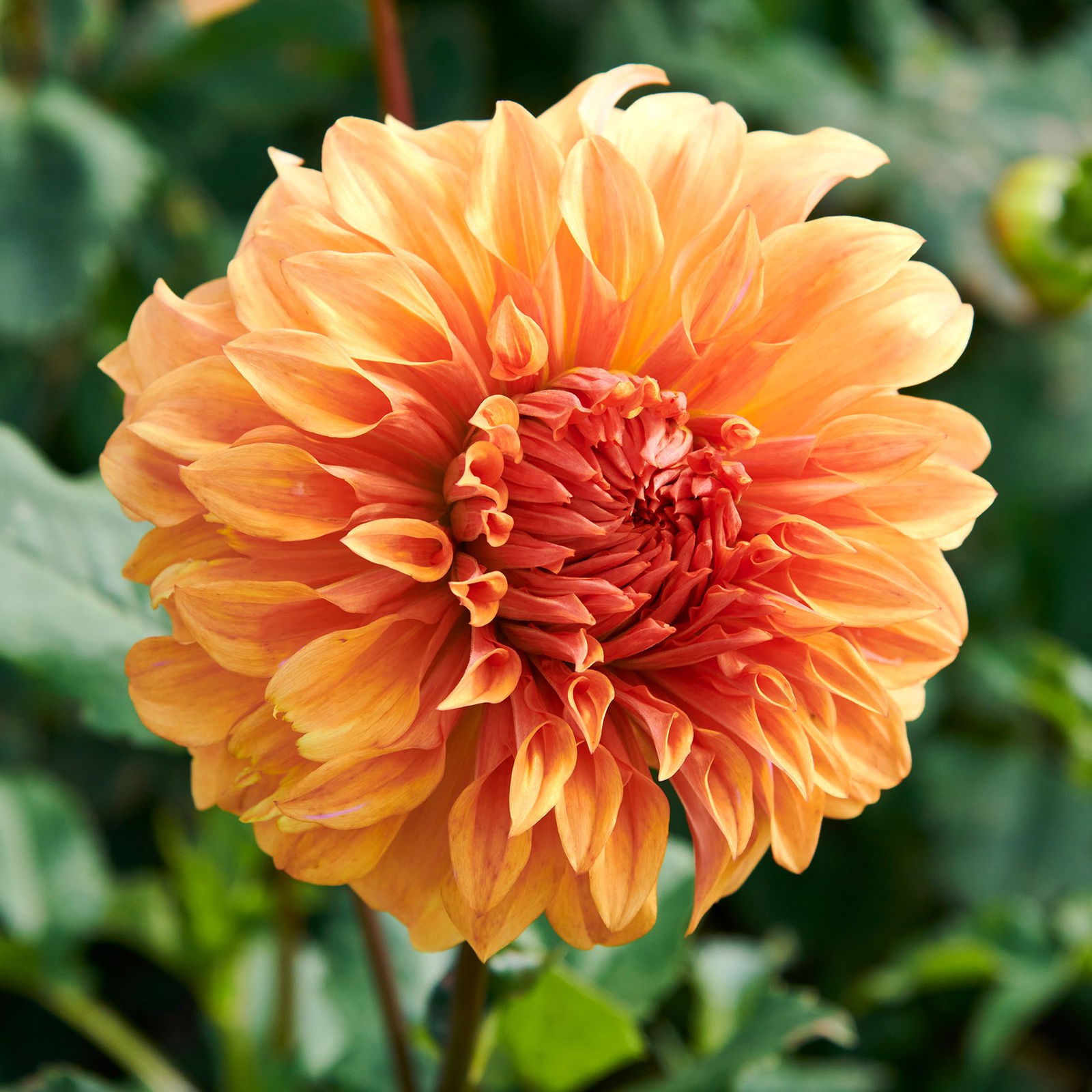Dahlie Hercules - Dahlia Hercules günstig kaufen