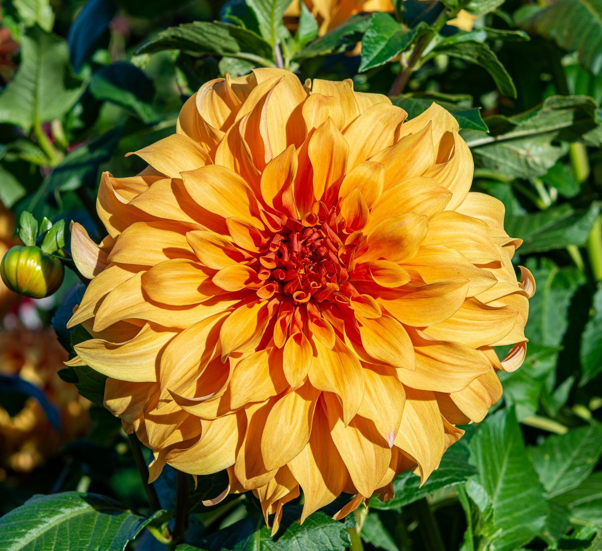 Dahlie Hercules - Dahlia Hercules günstig kaufen