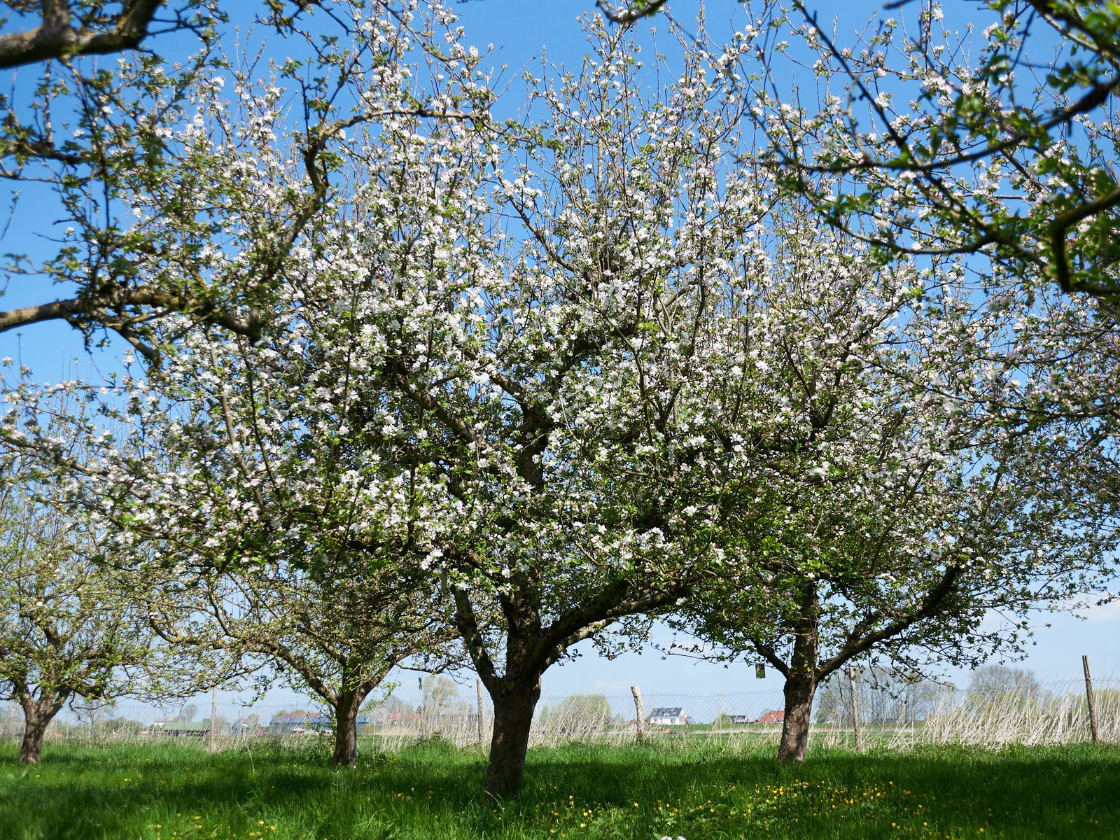 Apfel Stark Earliest - Malus Stark Earliest günstig kaufen
