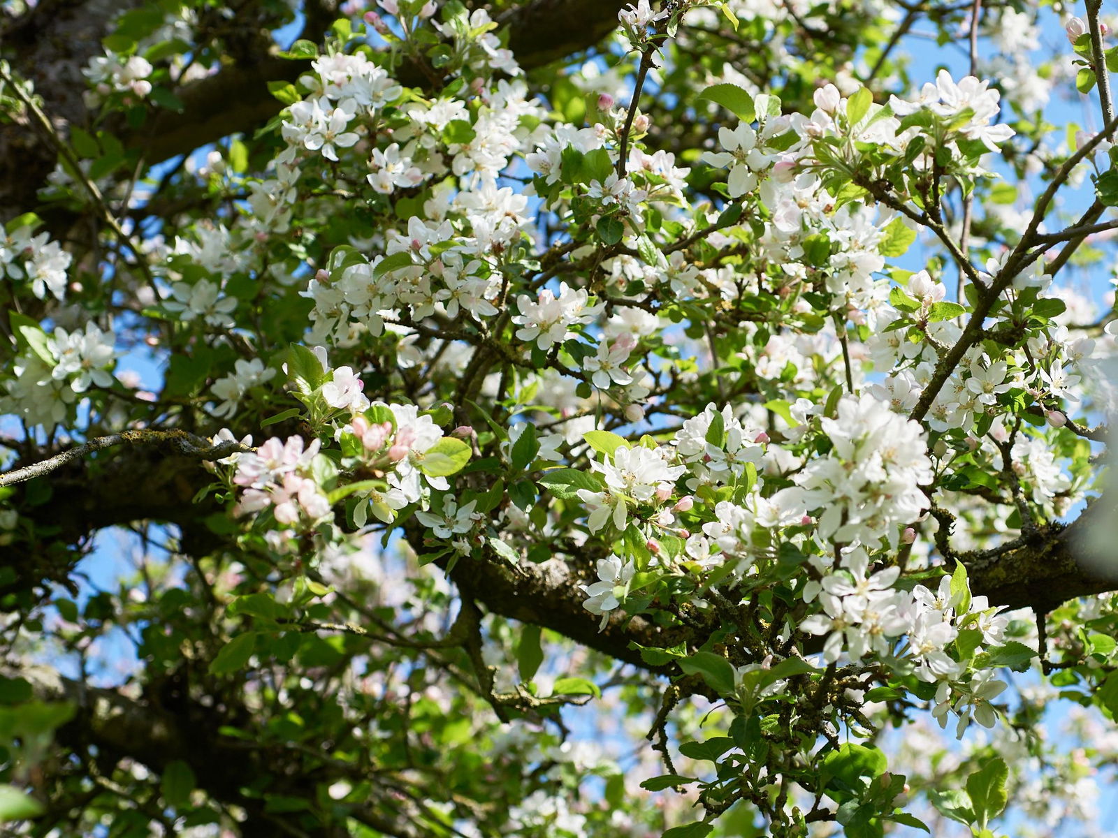Apfel Stark Earliest - Malus Stark Earliest günstig kaufen