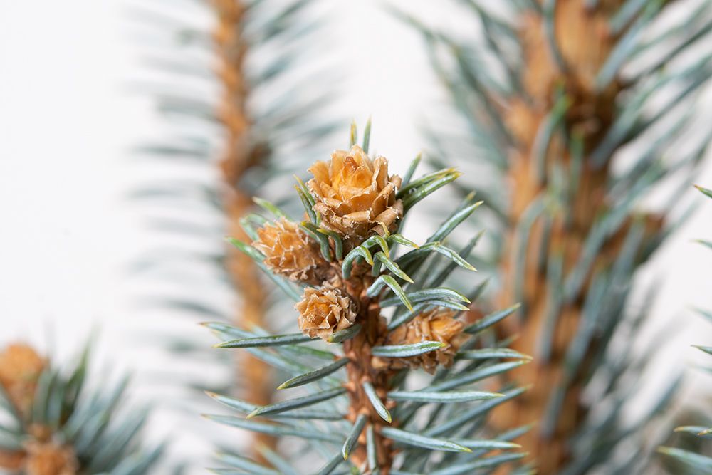 Blaue Säulen-Stechfichte Iseli Fastigiate - Picea pungens Iseli ...