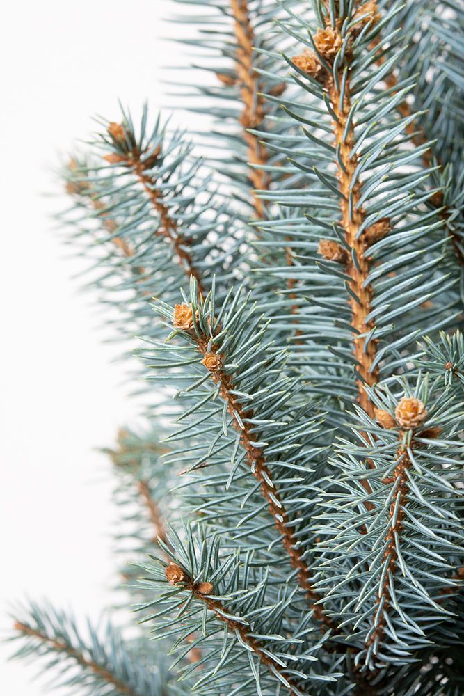 Blaue Säulen-Stechfichte Iseli Fastigiate - Picea pungens Iseli ...