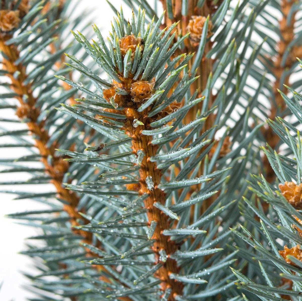 Blaue Säulen-Stechfichte Iseli Fastigiate - Picea pungens Iseli ...