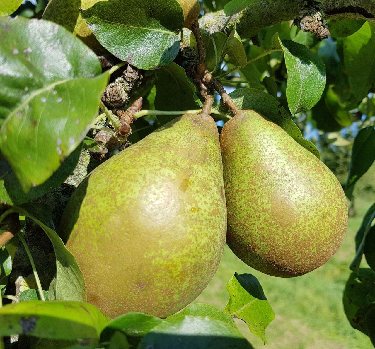 Birne Boscs Flaschenbirne - Pyrus com. Boscs Flaschenbirne günstig kaufen
