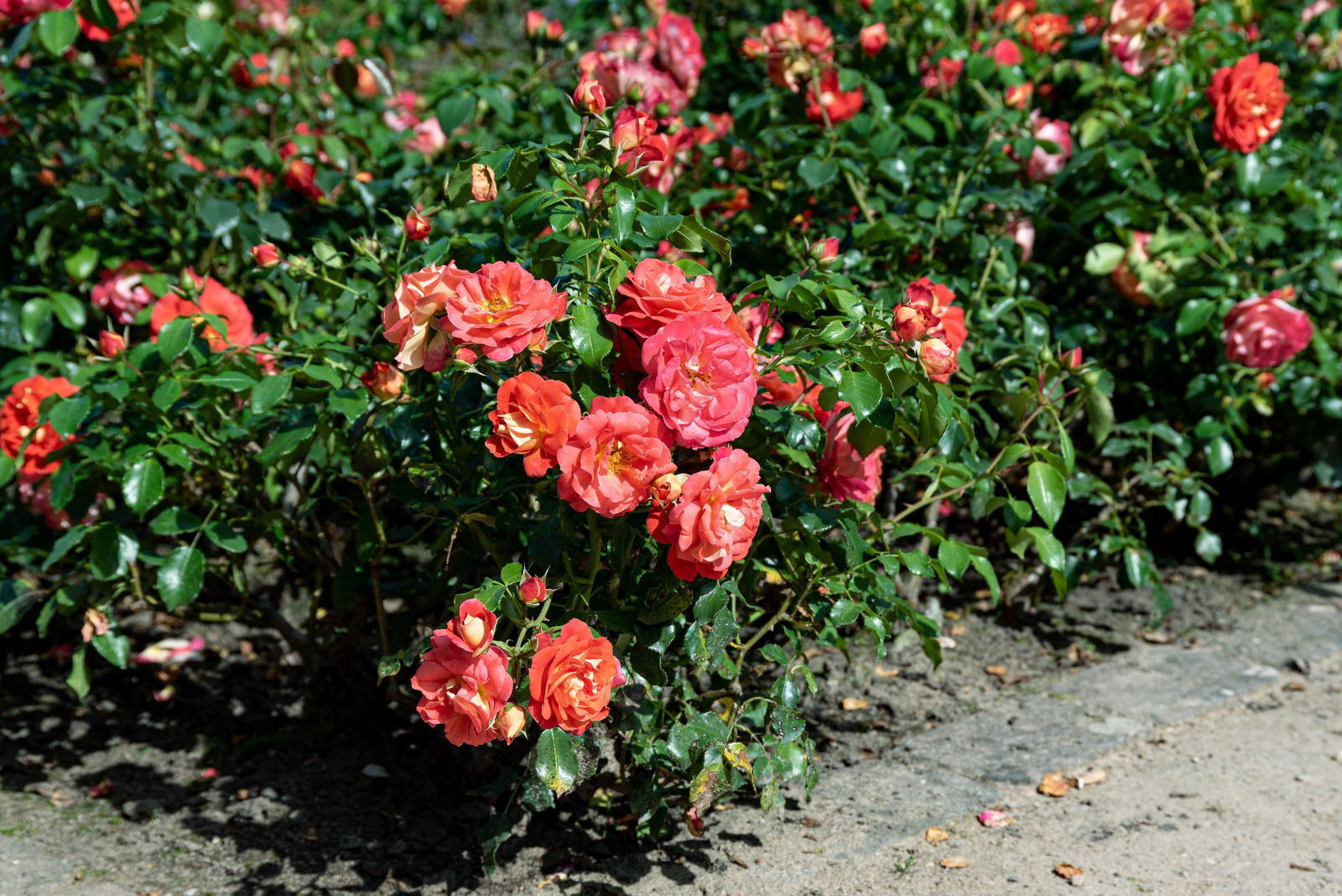 Rose Gebrüder Grimm - Rosa Gebrüder Grimm günstig kaufen