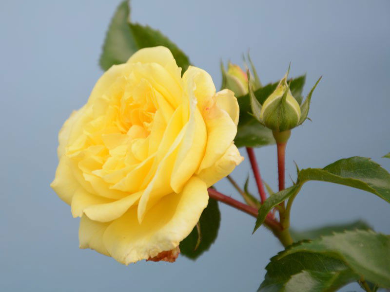 Rose Gelber Engel® - Rosa Gelber Engel® günstig kaufen