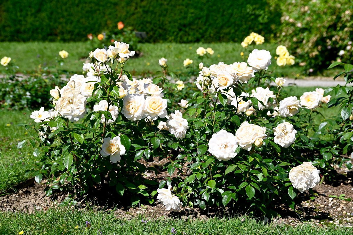 Beetrose Lions-Rose - Rosa Lions-Rose günstig kaufen