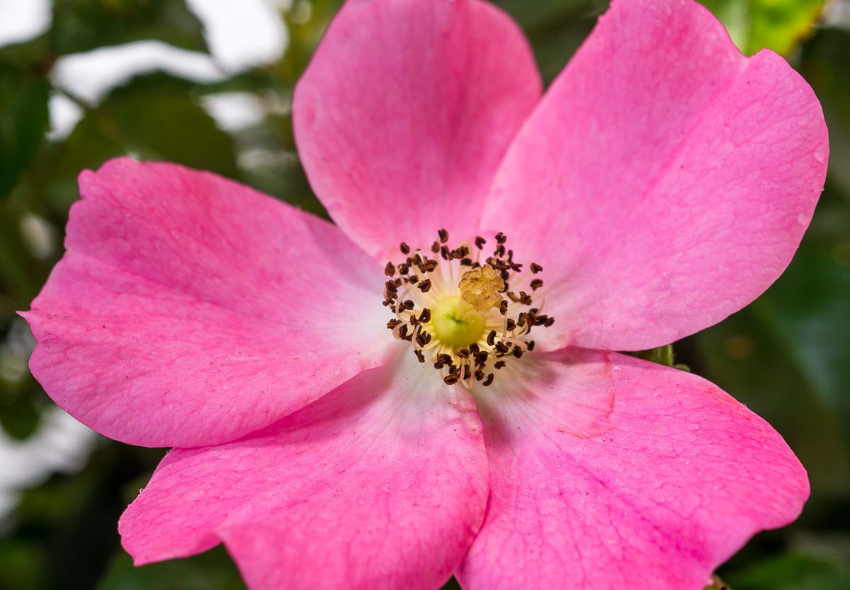 Rose Fortuna® - Rosa Fortuna® günstig kaufen