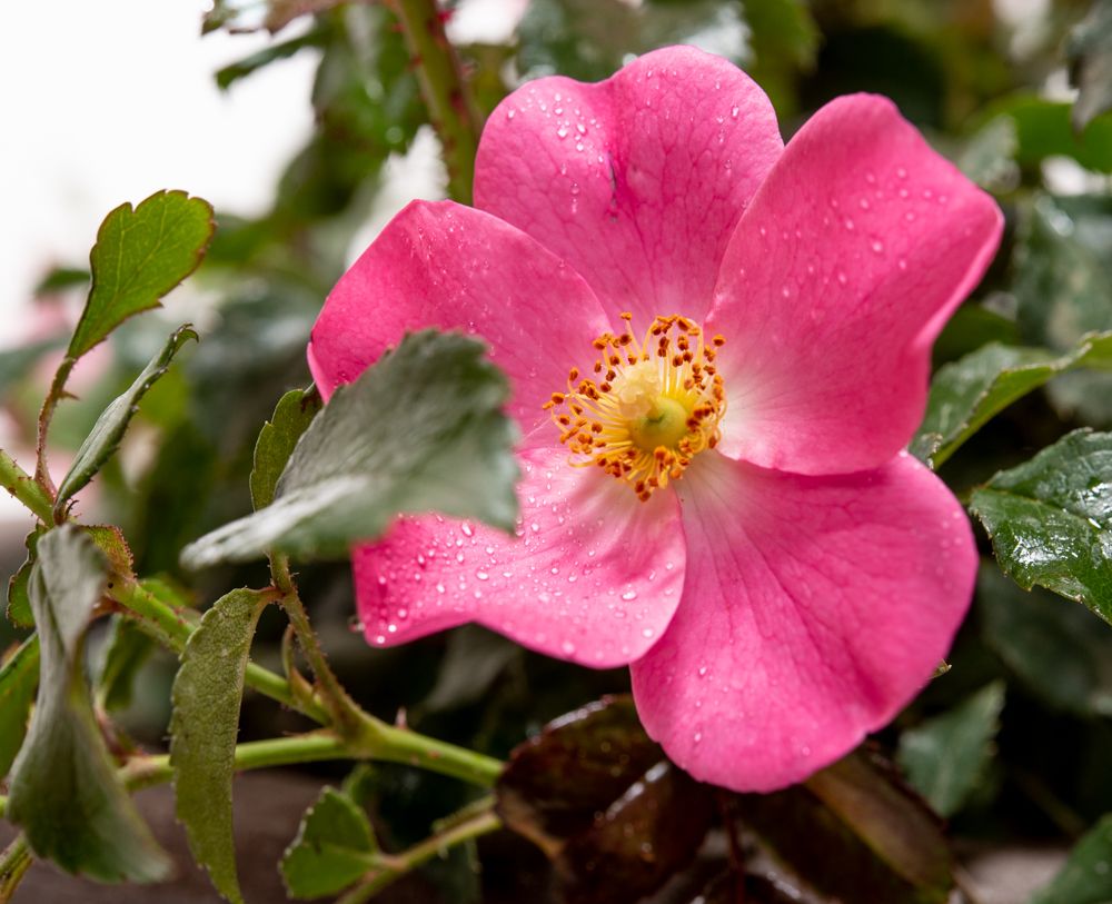 Rose Fortuna ® - Rosa Fortuna ® günstig kaufen