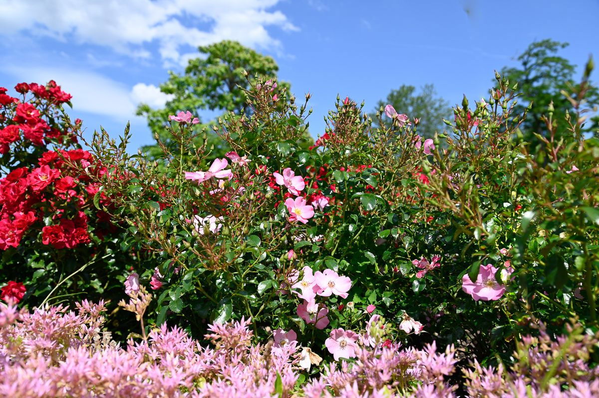 Rose Fortuna ® - Rosa Fortuna ® günstig kaufen