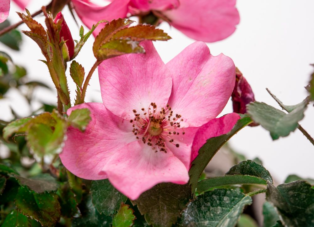 Rose Fortuna ® - Rosa Fortuna ® günstig kaufen