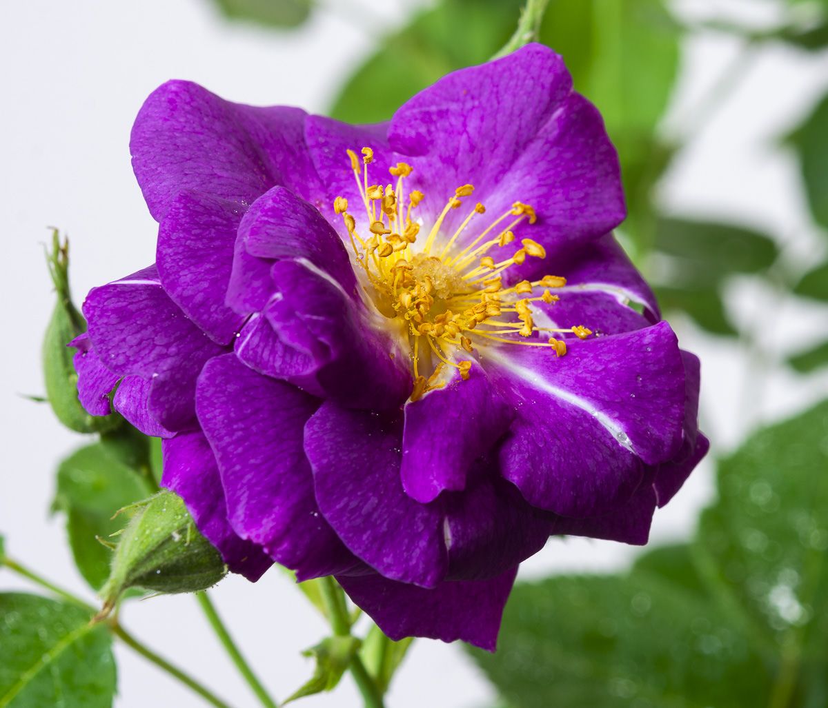 Rose Rhapsody in Blue - Rosa Rhapsody in Blue günstig kaufen