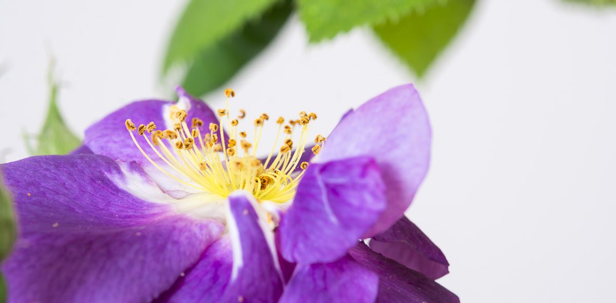 Rose Rhapsody in Blue - Rosa Rhapsody in Blue günstig kaufen