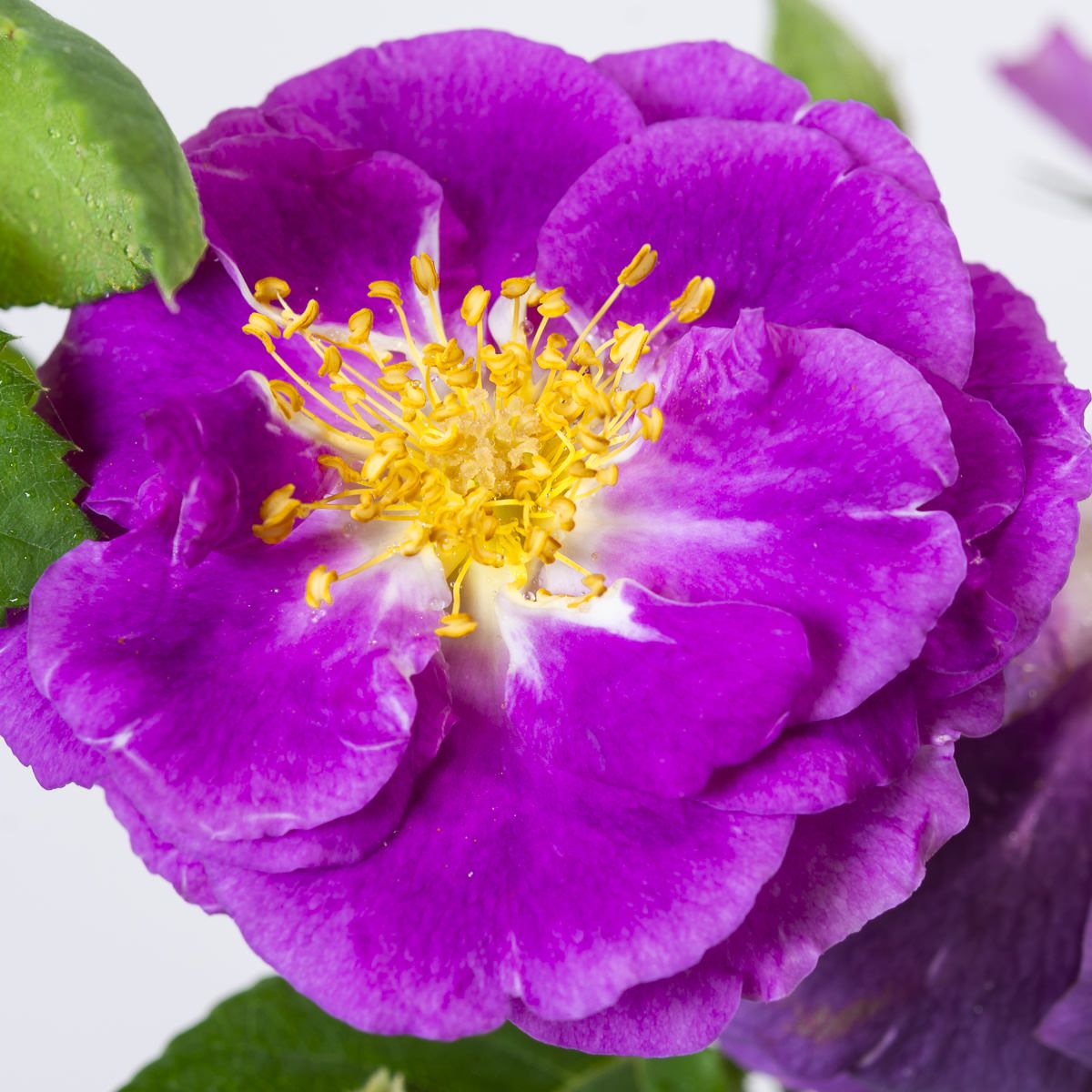 Rose Rhapsody in Blue - Rosa Rhapsody in Blue günstig kaufen