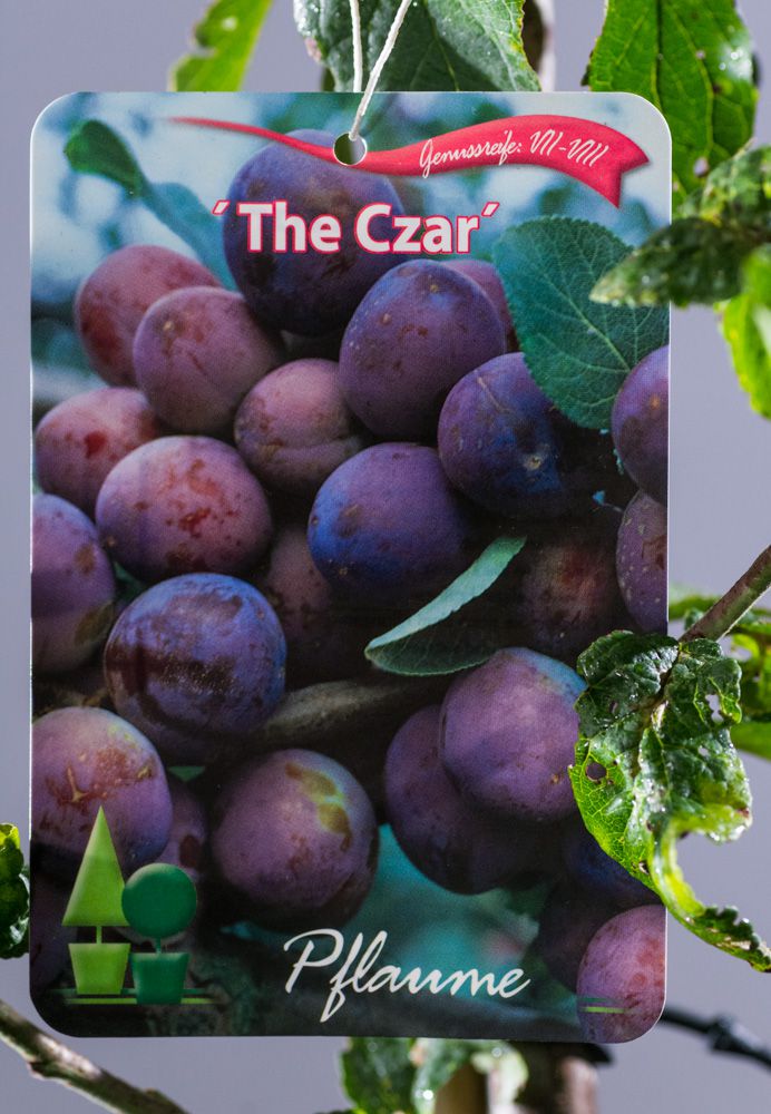 Pflaume The Czar - Prunus domestica The Czar günstig kaufen