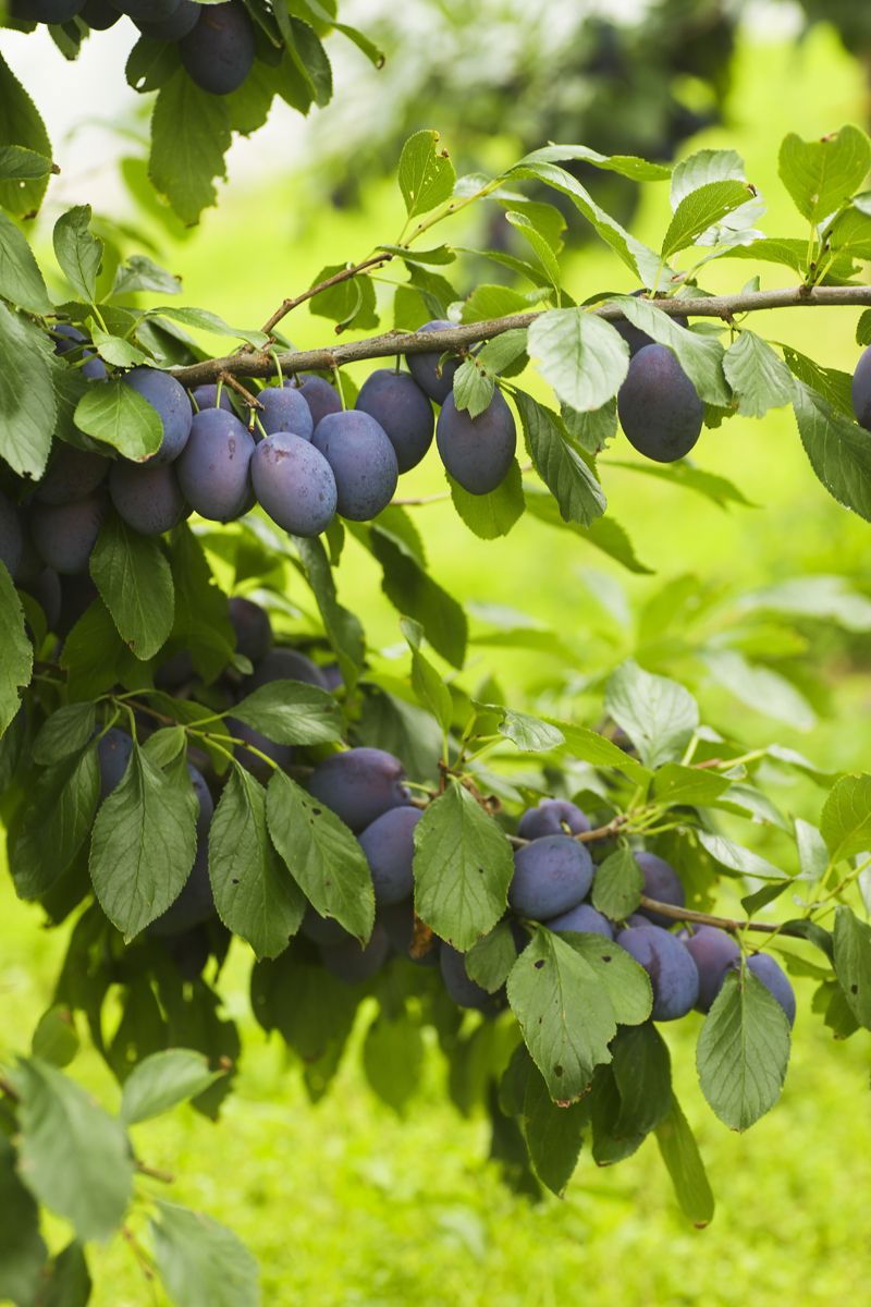 Italienische Zwetsche (Blau) - Prunus Italienische Zwetsche günstig kaufen