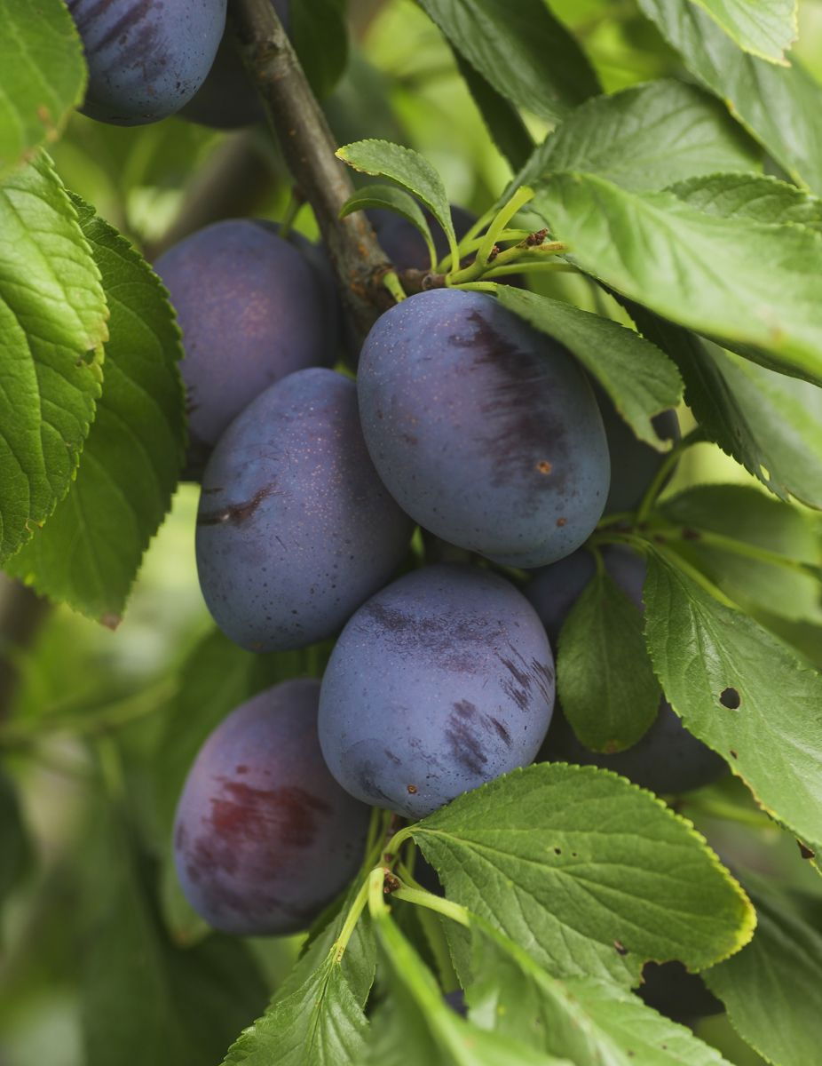 Italienische Zwetsche (Blau) - Prunus Italienische Zwetsche günstig kaufen