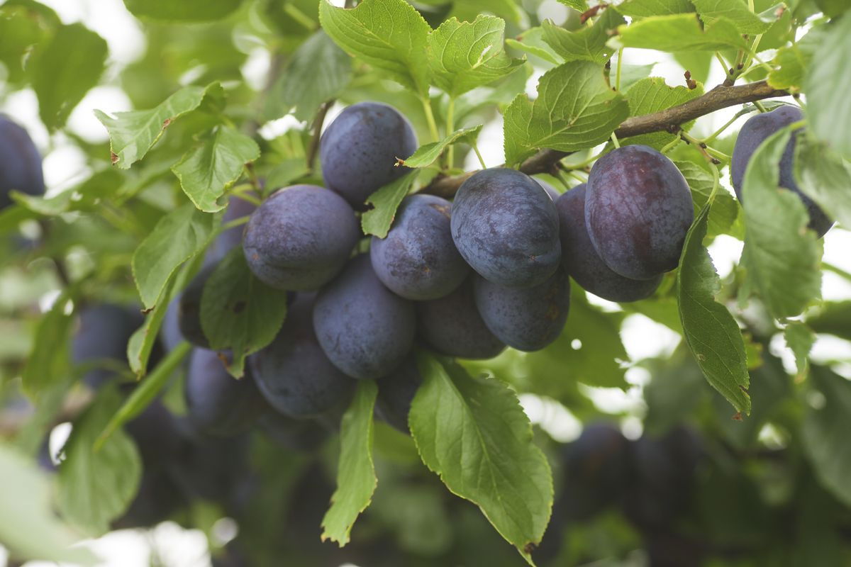 Italienische Zwetsche (Blau) - Prunus Italienische Zwetsche günstig kaufen