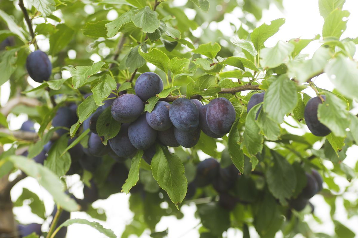 Italienische Zwetsche (Blau) - Prunus Italienische Zwetsche günstig kaufen