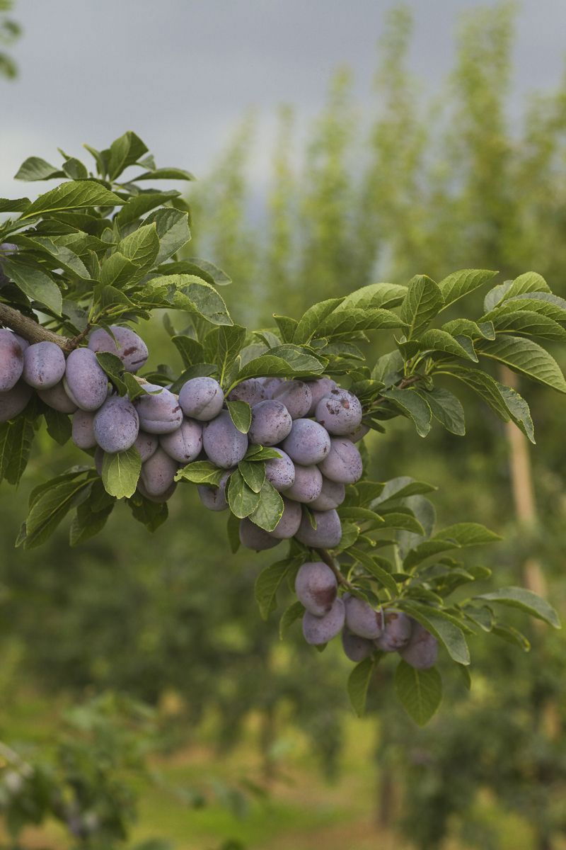 Italienische Zwetsche (Blau) - Prunus Italienische Zwetsche günstig kaufen