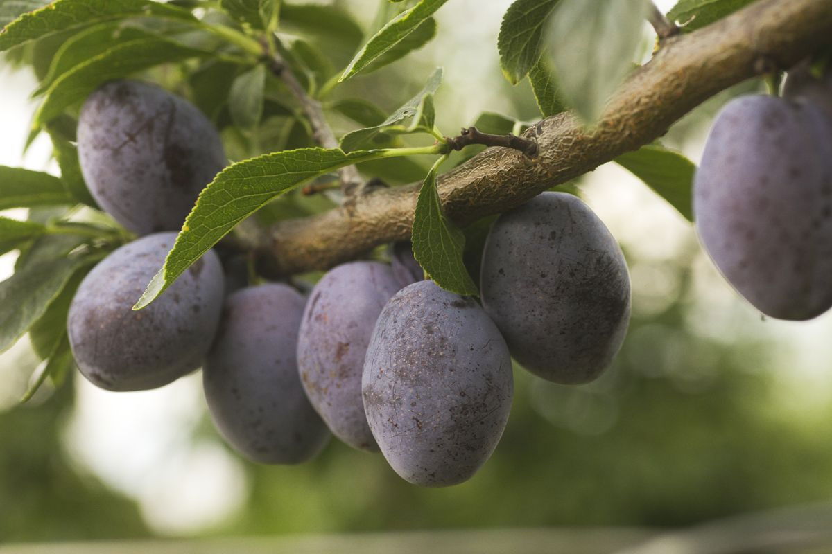 Italienische Zwetsche (Blau) - Prunus Italienische Zwetsche günstig kaufen