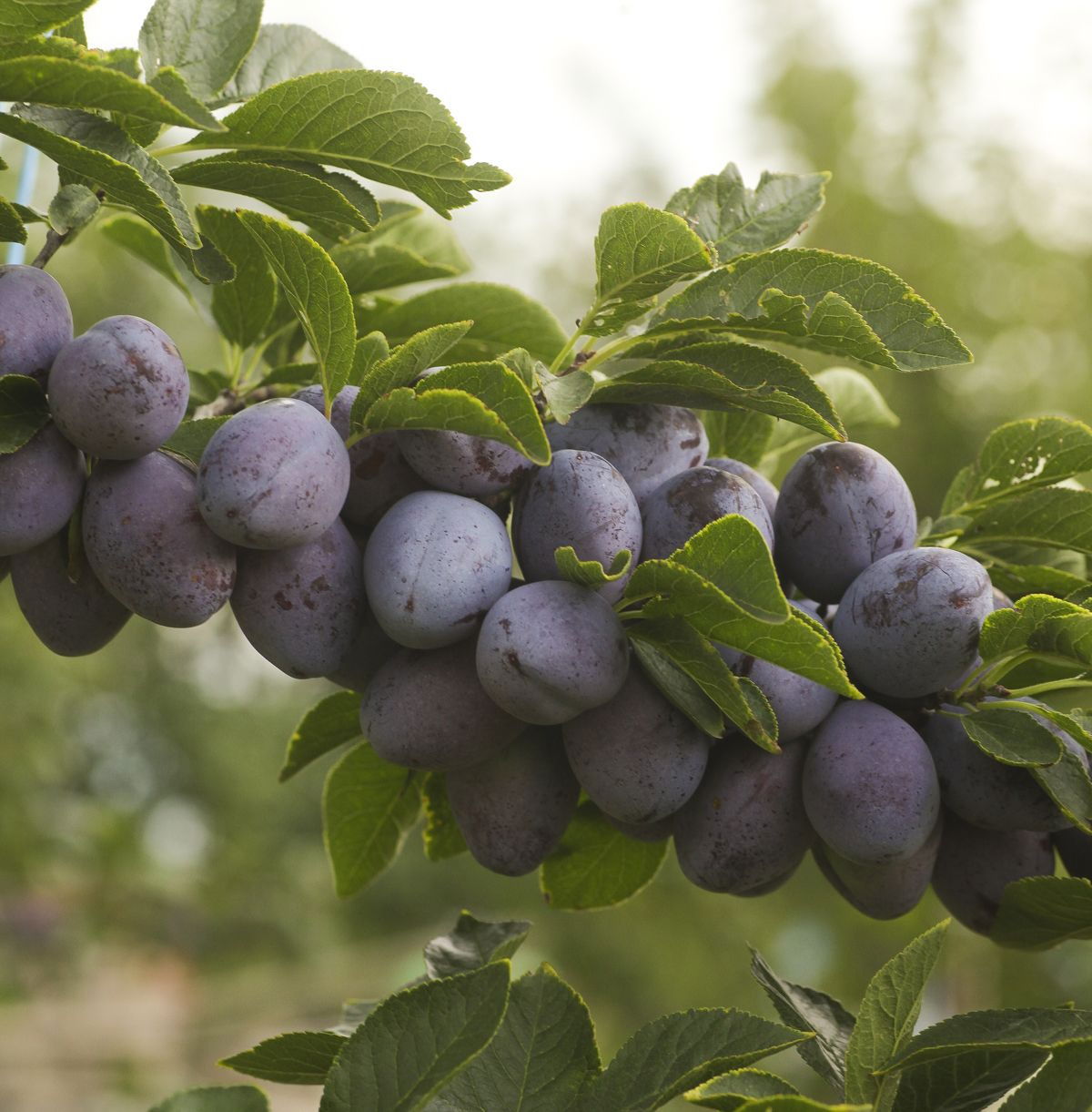 Italienische Zwetsche (Blau) - Prunus Italienische Zwetsche günstig kaufen