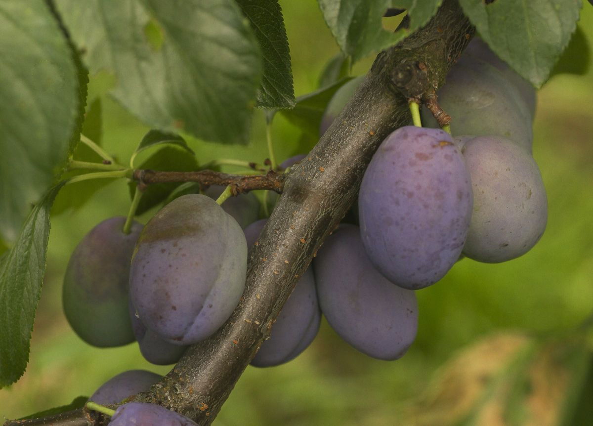Italienische Zwetsche (Blau) - Prunus Italienische Zwetsche günstig kaufen
