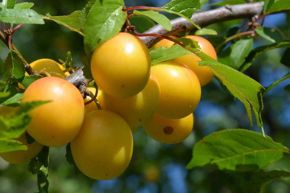 Mirabelle Bellamira - Prunus syringa Bellamira günstig kaufen