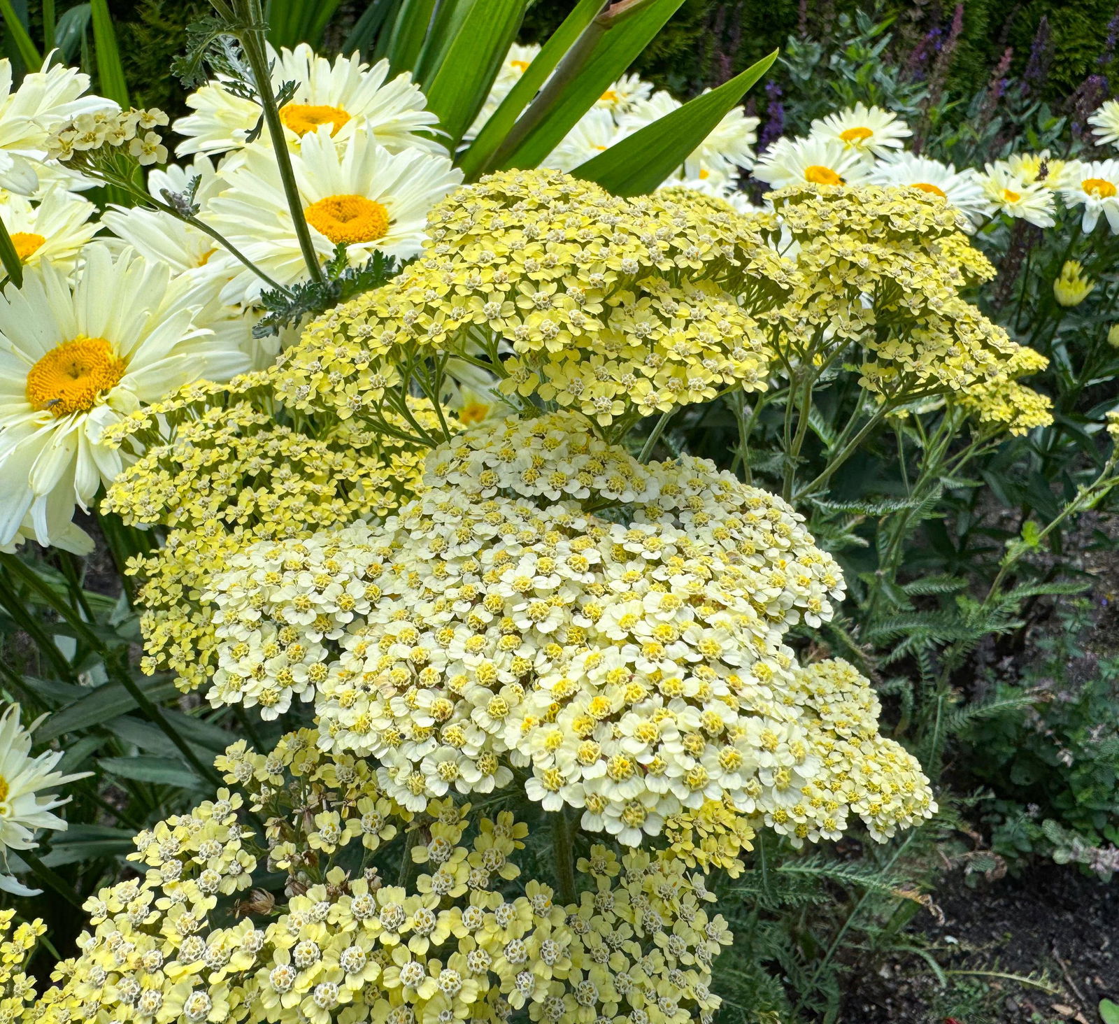Hohe Beet-Garbe Hella Glashoff - Achillea filipendulina Hella Glashoff günstig kaufen