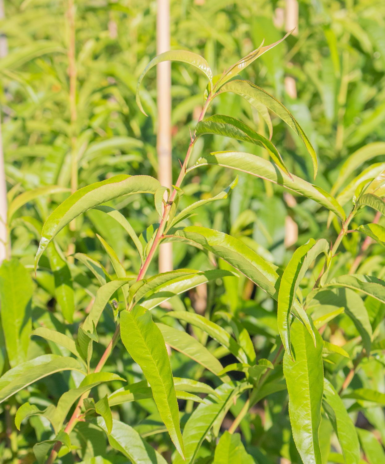 Pfirsich Amsden - Prunus persica Amsden günstig kaufen