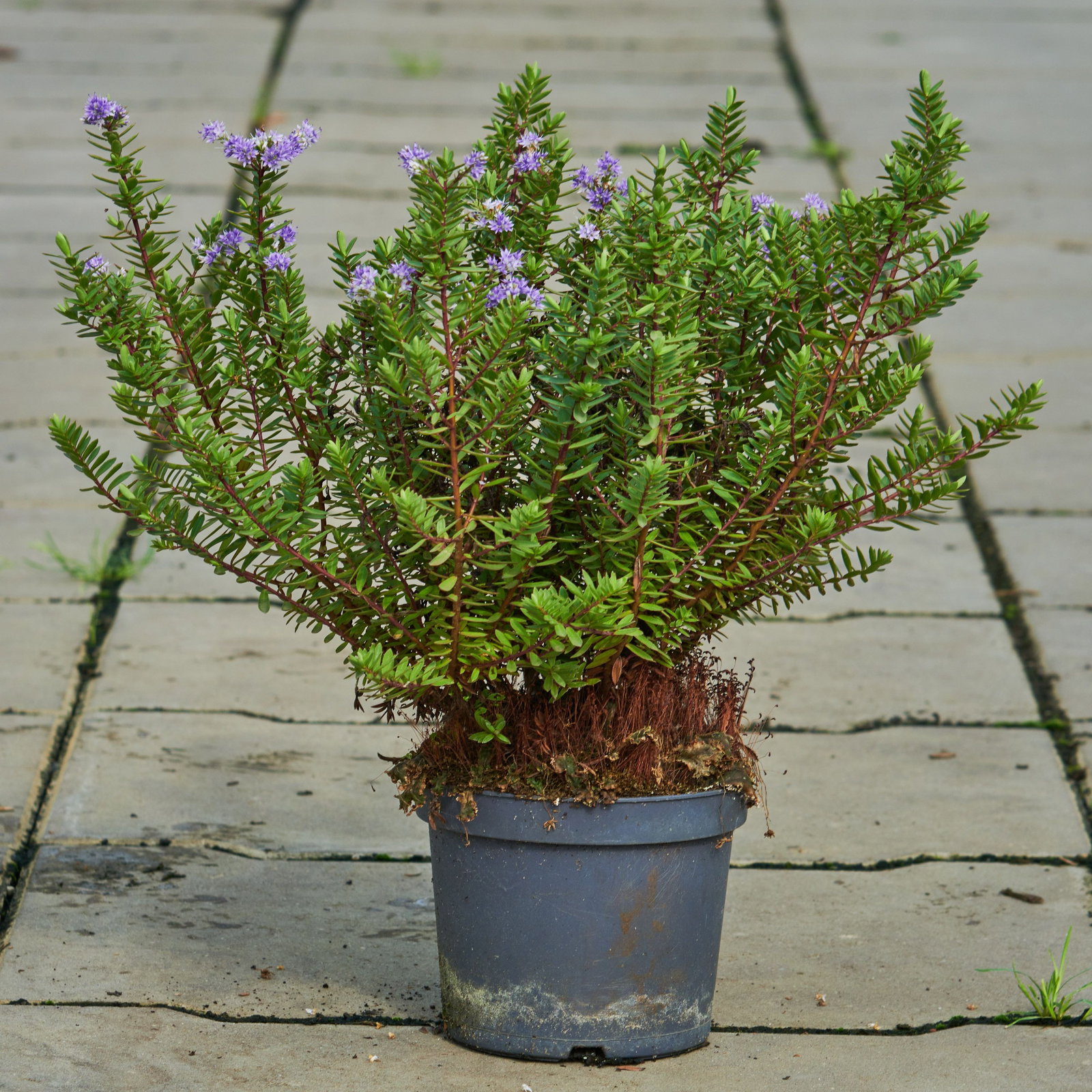 Strauchveronika Magicolor® Violett Dream - Hebe x andersonii Magicolor ...