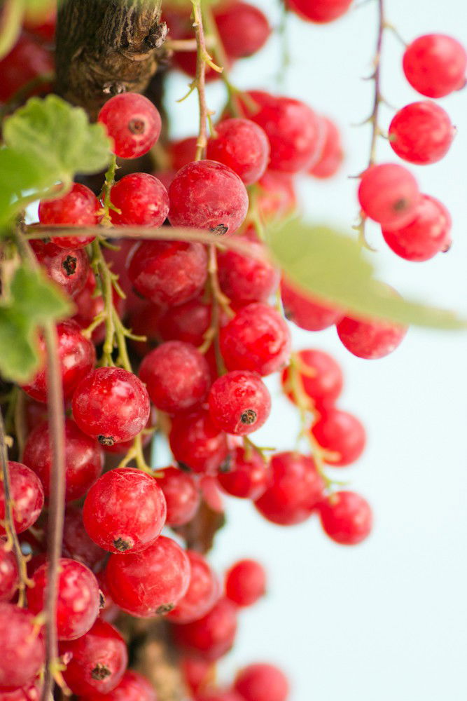 Rote Johannisbeere Rovada - Ribes rubrum Rovada günstig kaufen