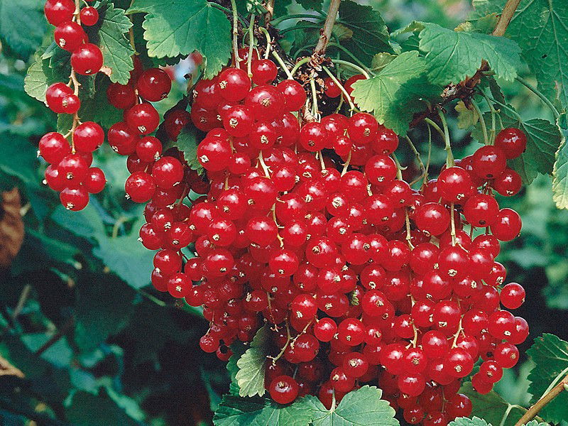 Rote Johannisbeere Rovada - Ribes rubrum Rovada günstig kaufen