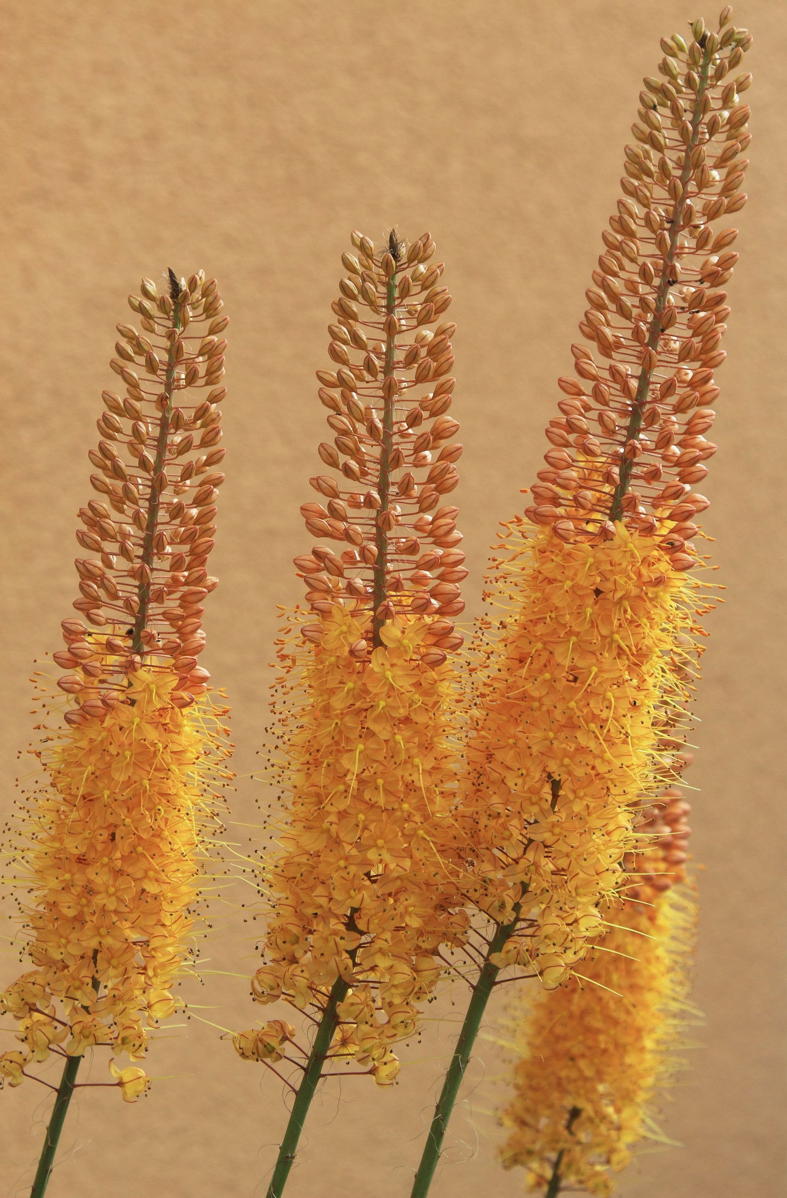 Steppenkerze-Pinokkio - Eremurus x isabellinus Pinokkio günstig kaufen