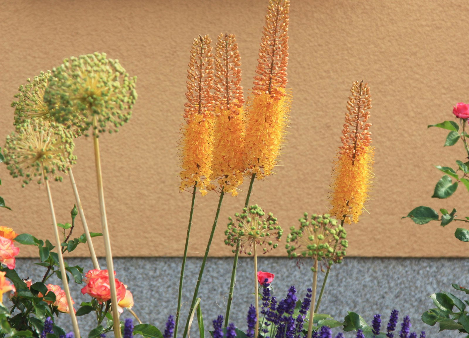 Steppenkerze-Pinokkio - Eremurus x isabellinus Pinokkio günstig kaufen