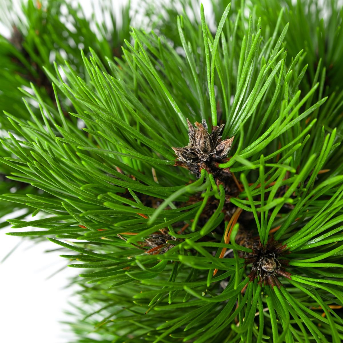 Säulenschwarzkiefer - Pinus nigra Obelisk günstig kaufen